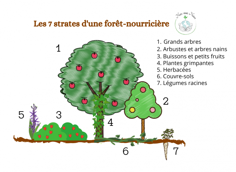 La forêt-nourricière, modèle de permaculture par excellence - Notre ...